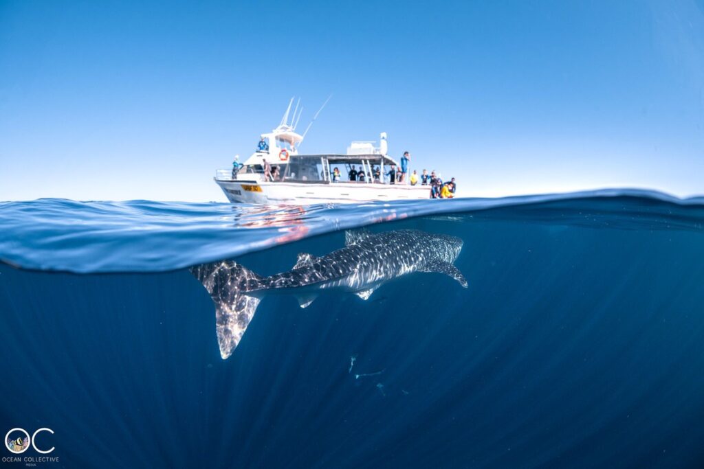 Whale Shark Adventure Tour – Ningaloo Reef Whalesharks